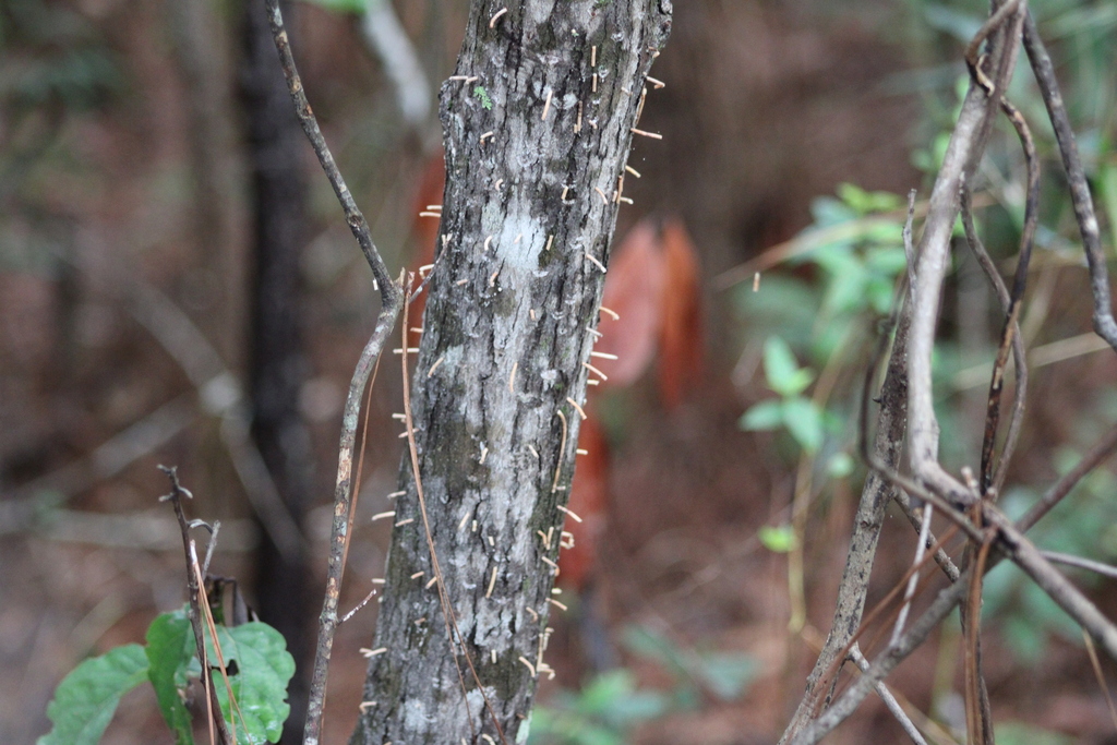 devil's walkingstick from Beaufort County, SC, USA on July 24, 2023 at ...