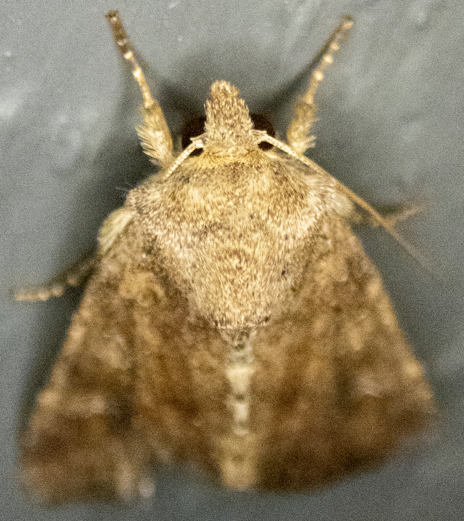Veiled Ear Moth from Shepard Settlement, Onondaga County, NY, USA on ...