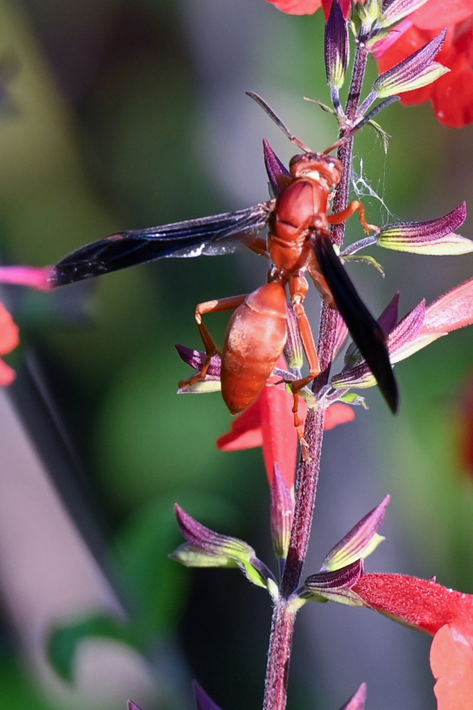Fine-backed Red Paper Wasp from Brazoria County, TX, USA on July 24 ...
