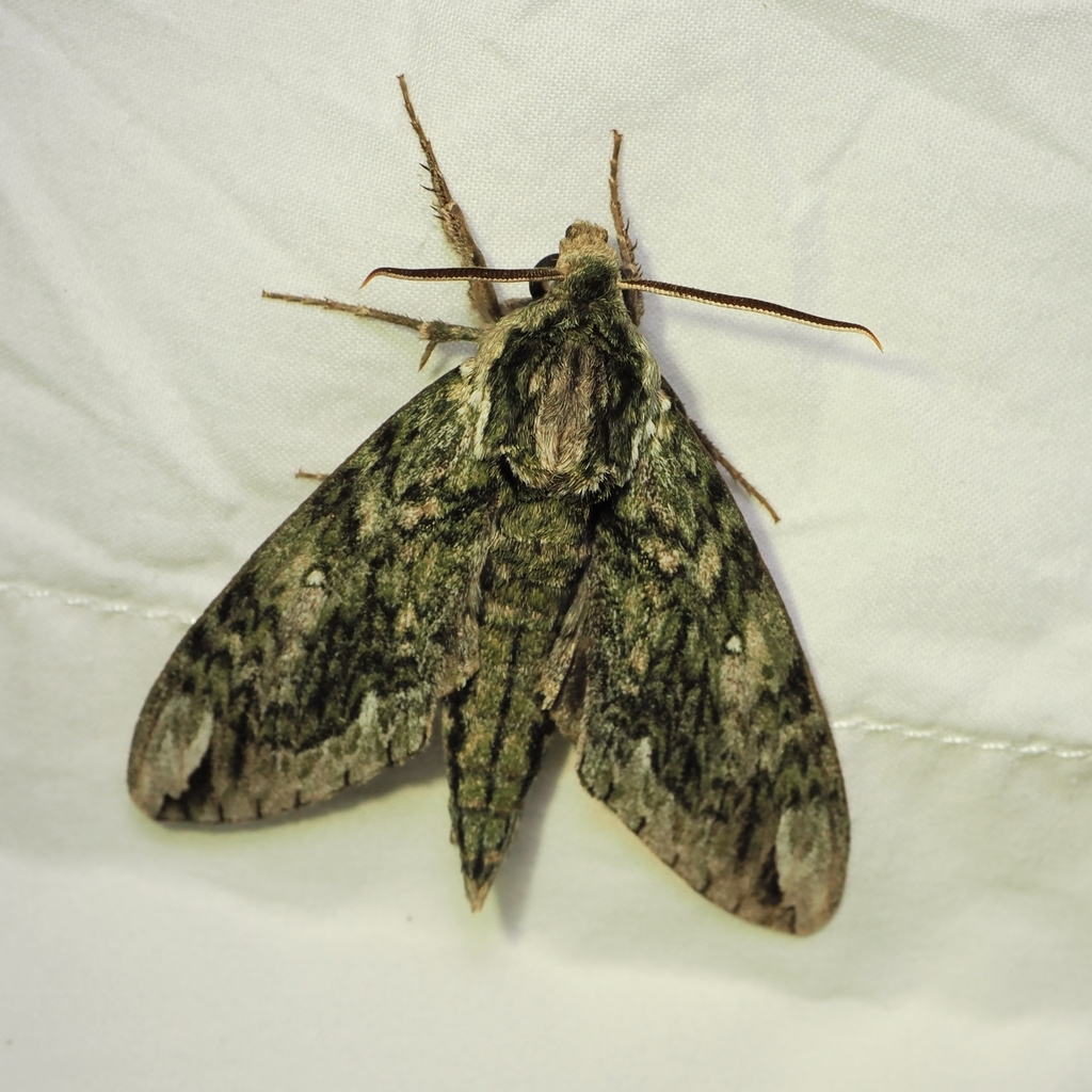 Hagen's Sphinx in July 2023 by tngardener · iNaturalist