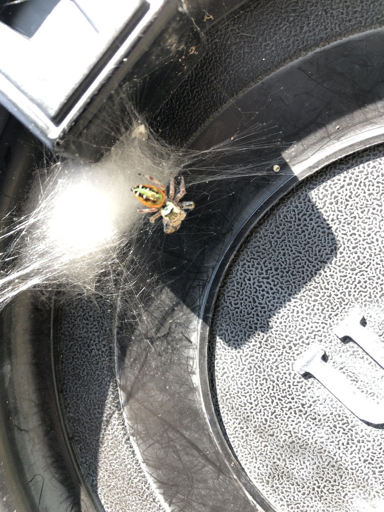 Golden Jumping Spider from Village Dr, Varnell, GA, US on July 24, 2023 ...