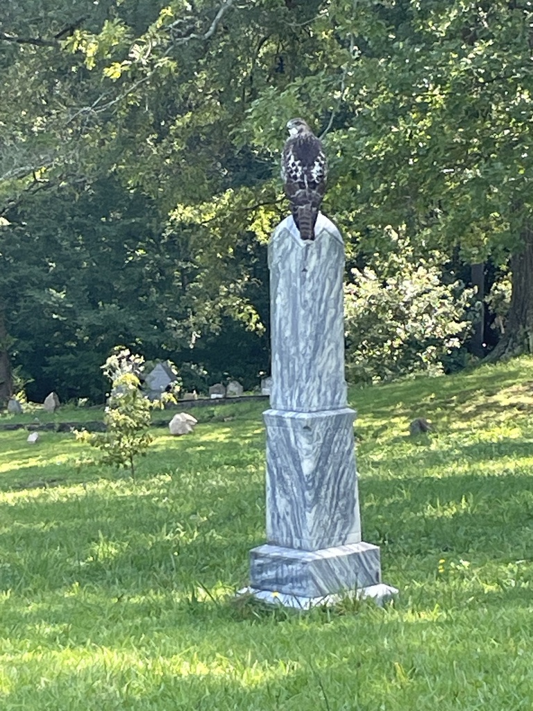 Red-tailed Hawk from Decatur Cemetery, Decatur, GA, US on July 24, 2023 ...