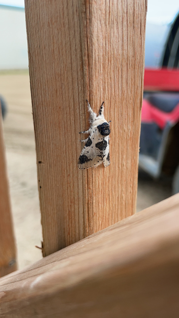 Modest Furcula Moth from Forestville, QC, Canada on July 24, 2023 at 07 ...