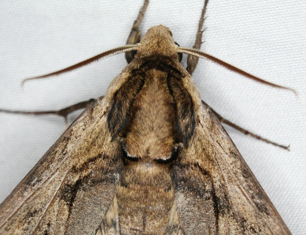 Elm Sphinx from Roman Nose State Park - moth night on July 22, 2023 at ...