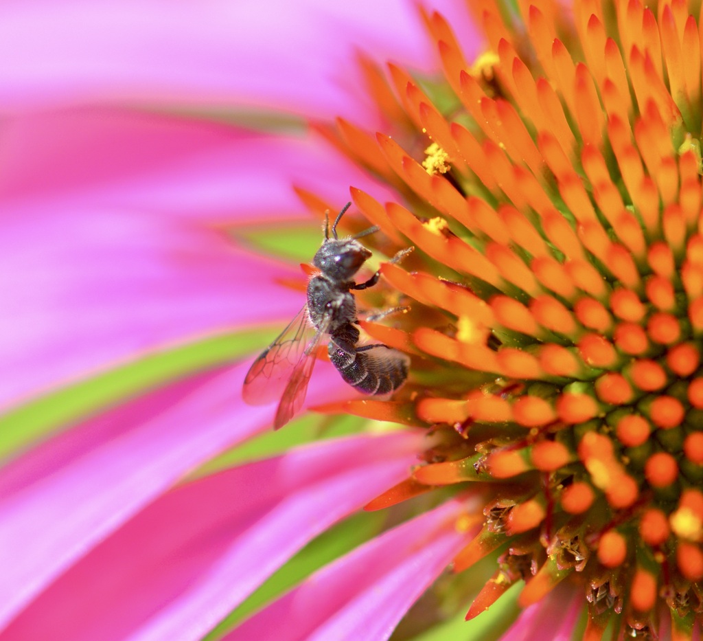 Armored-Resin bees from 320 Browns Trace Rd, Jericho, VT 05465, USA on ...