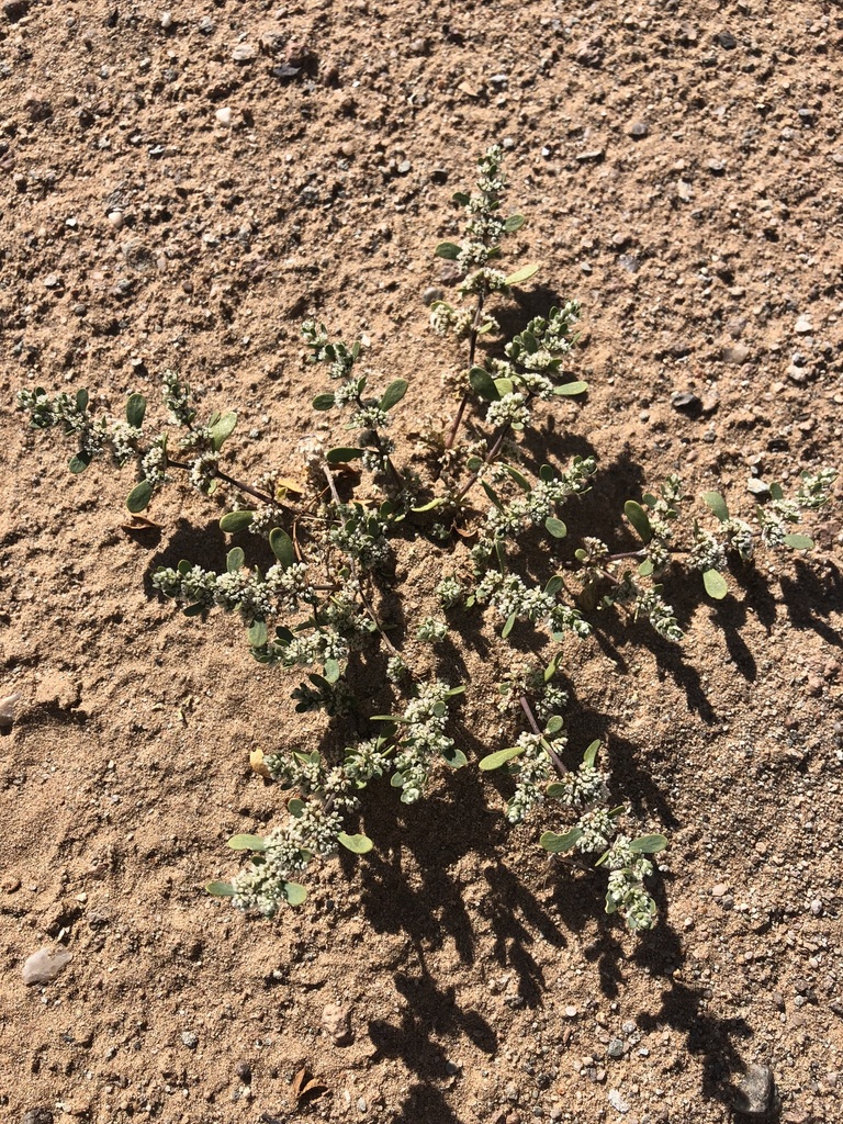 Frost Mat from Riverside County, CA, USA on March 7, 2023 at 02:36 PM ...