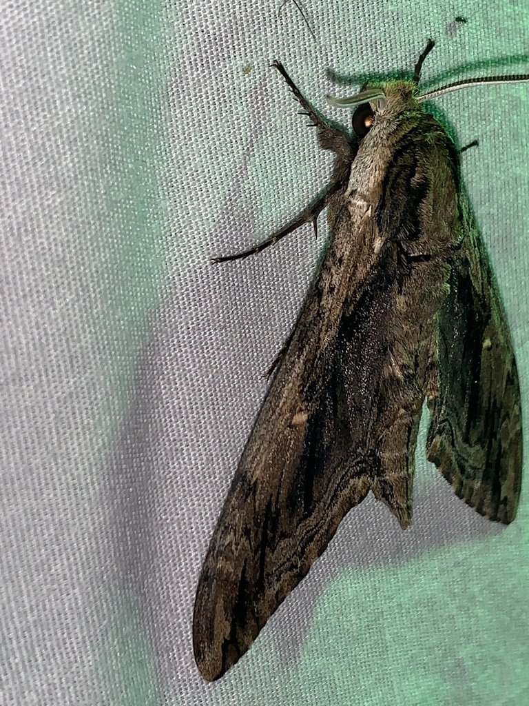 Elm Sphinx from SR-374, Rockbridge, OH, US on July 22, 2023 at 10:34 PM ...