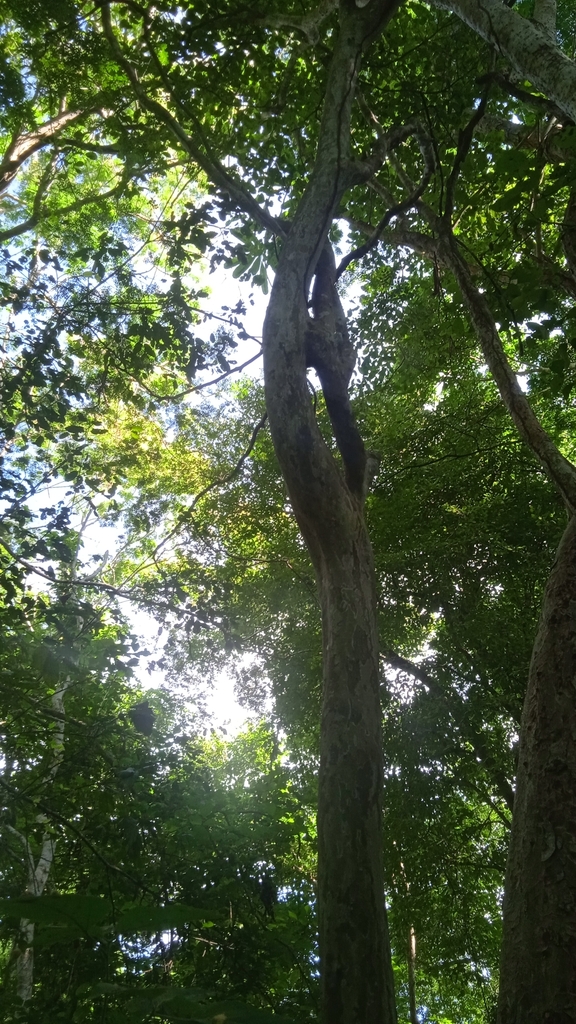 Libidibia sclerocarpa from 70984 Oax., México on July 19, 2023 at 08:44 ...