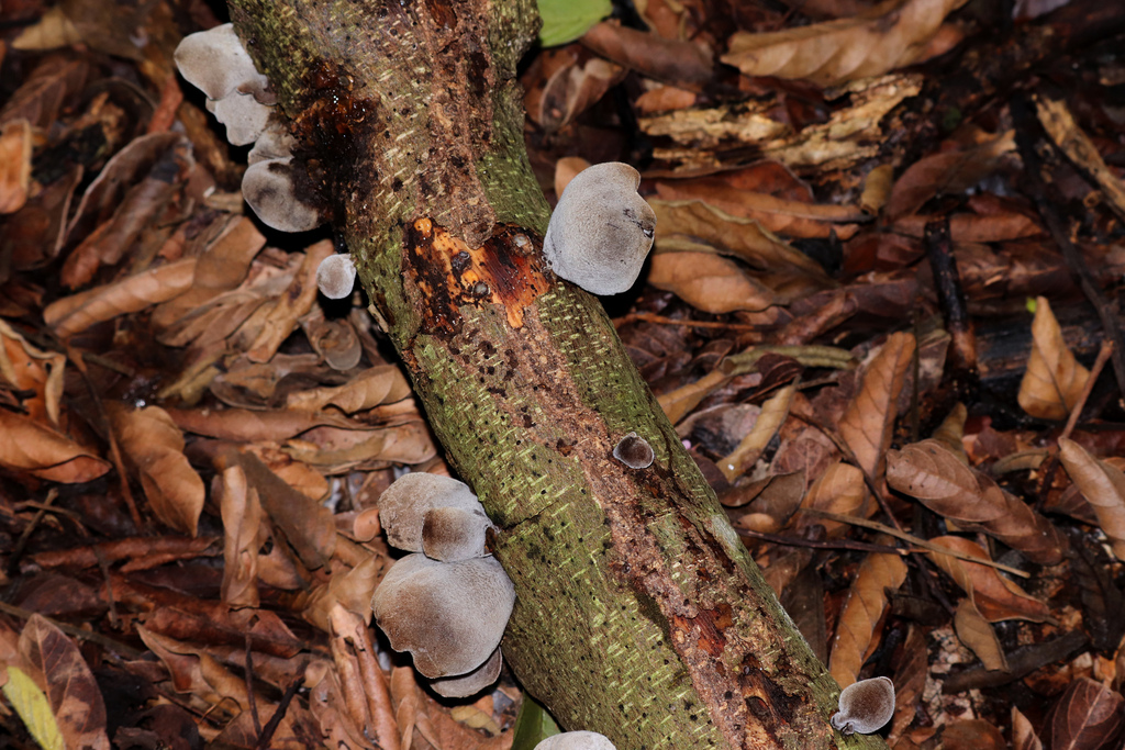 Fungi Including Lichens from Escuinapa, Sin., México on September 8 ...
