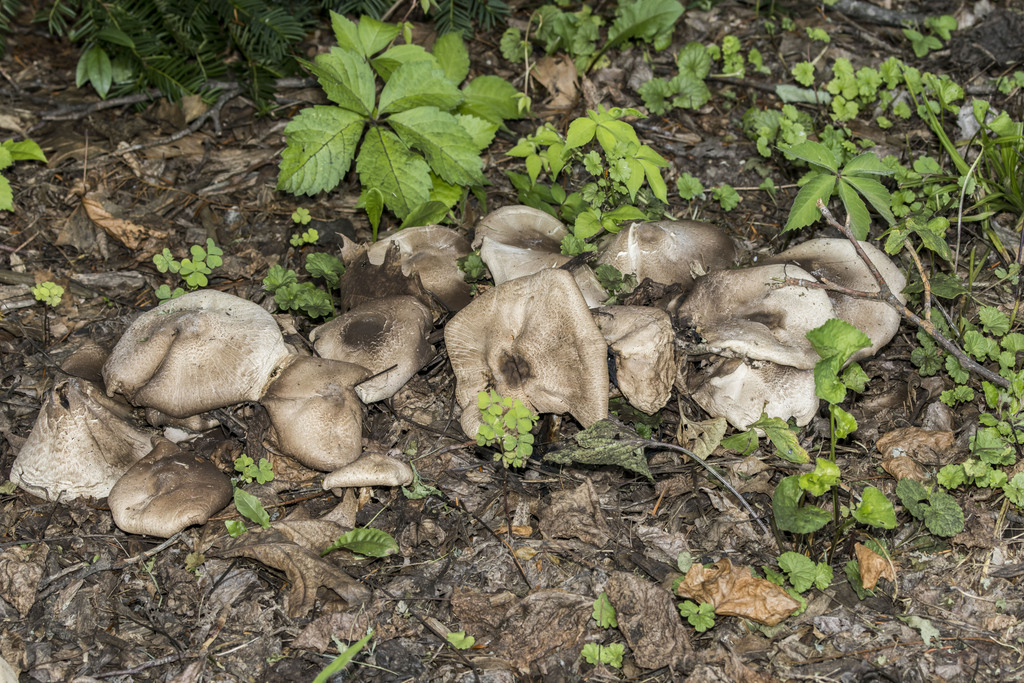 Common Ink Cap from Dupage County, IL, USA on July 21, 2023 at 02:59 PM ...