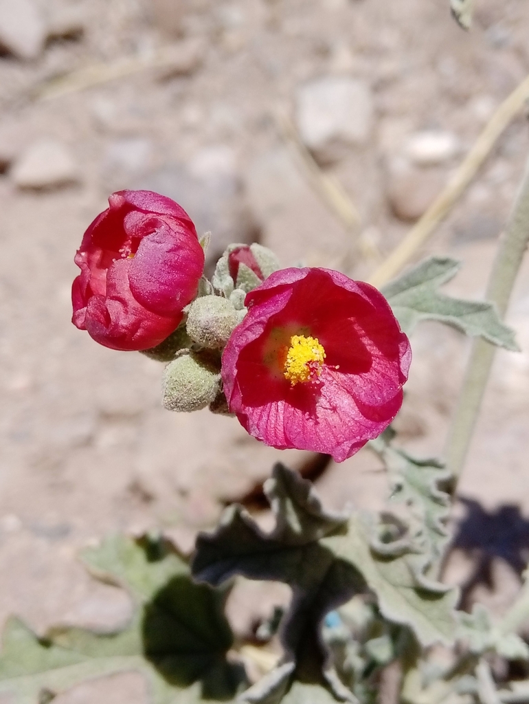 apricot mallow from Esperanza, 31850 Casas Grandes, Chih., México on ...