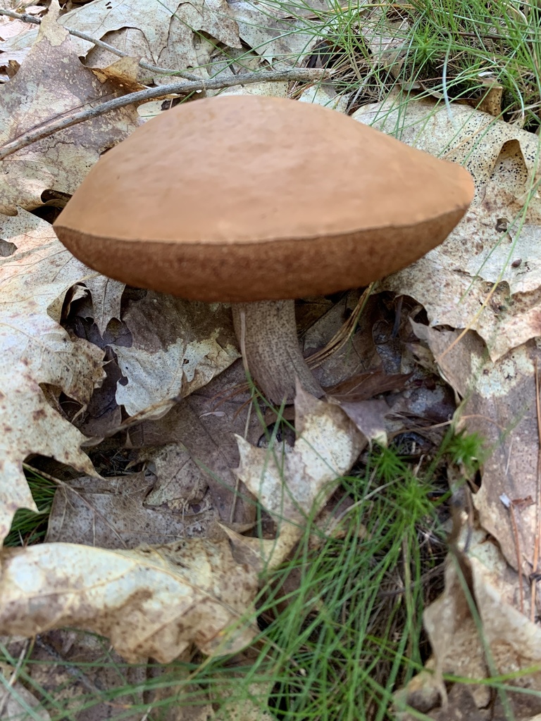 Sutorius in July 2023 by Adela · iNaturalist