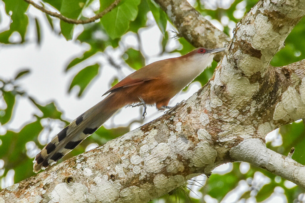 Great Lizard-Cuckoo from La Guira National Park, Los Palacios, Cuba on ...