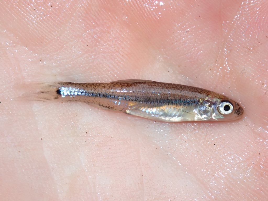 Spottail Shiner from Ramblewood, Mt Laurel Township, NJ, USA on July 24 ...