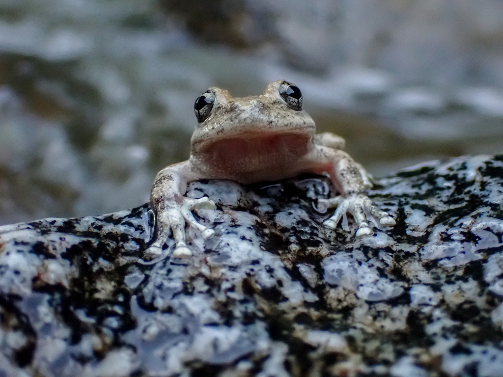 California Tree Frog from Pasadena, CA, USA on July 14, 2023 at 07:58 ...