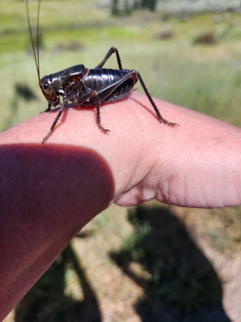 Mormon Cricket from Meeker, CO 81641, USA on July 24, 2023 by nudefrog ...