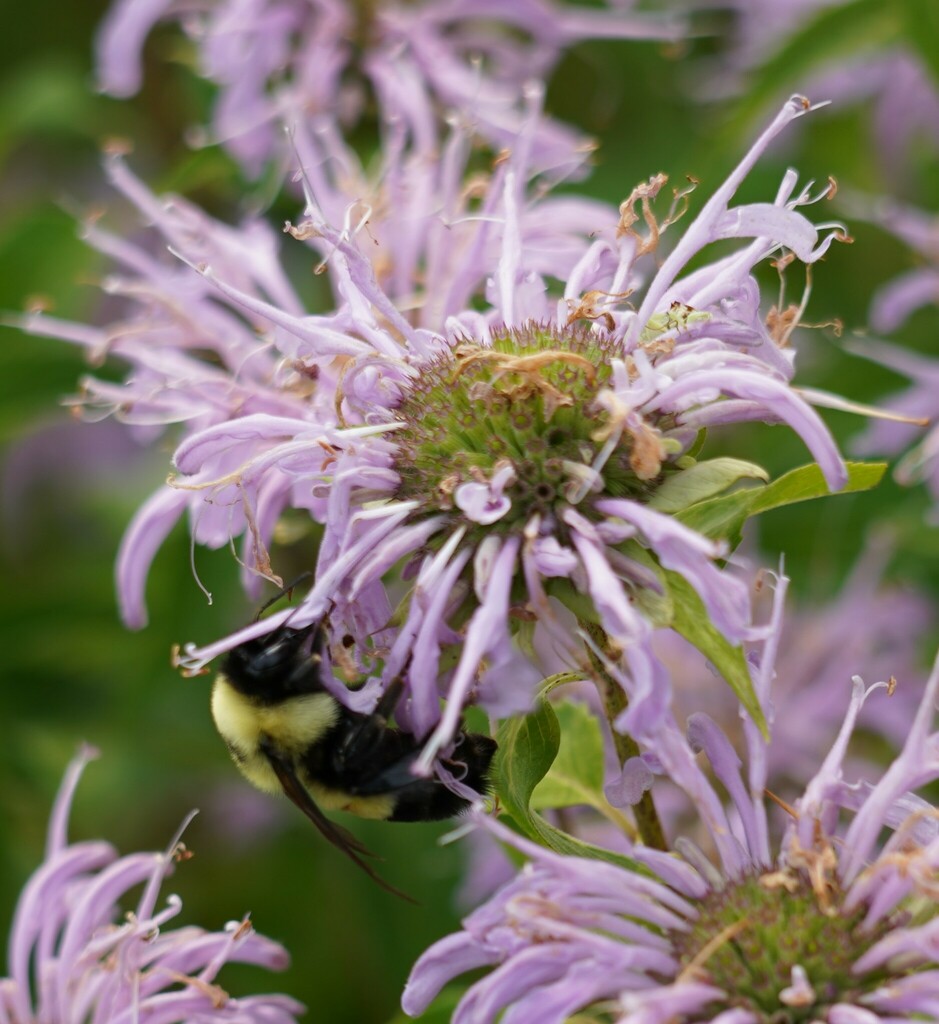 Rusty-patched Bumble Bee in July 2023 by Brandie Dunn. Suspected Gyne ...