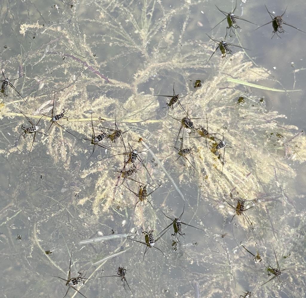 Trepobates subnitidus in July 2023 by Ben Yandell · iNaturalist