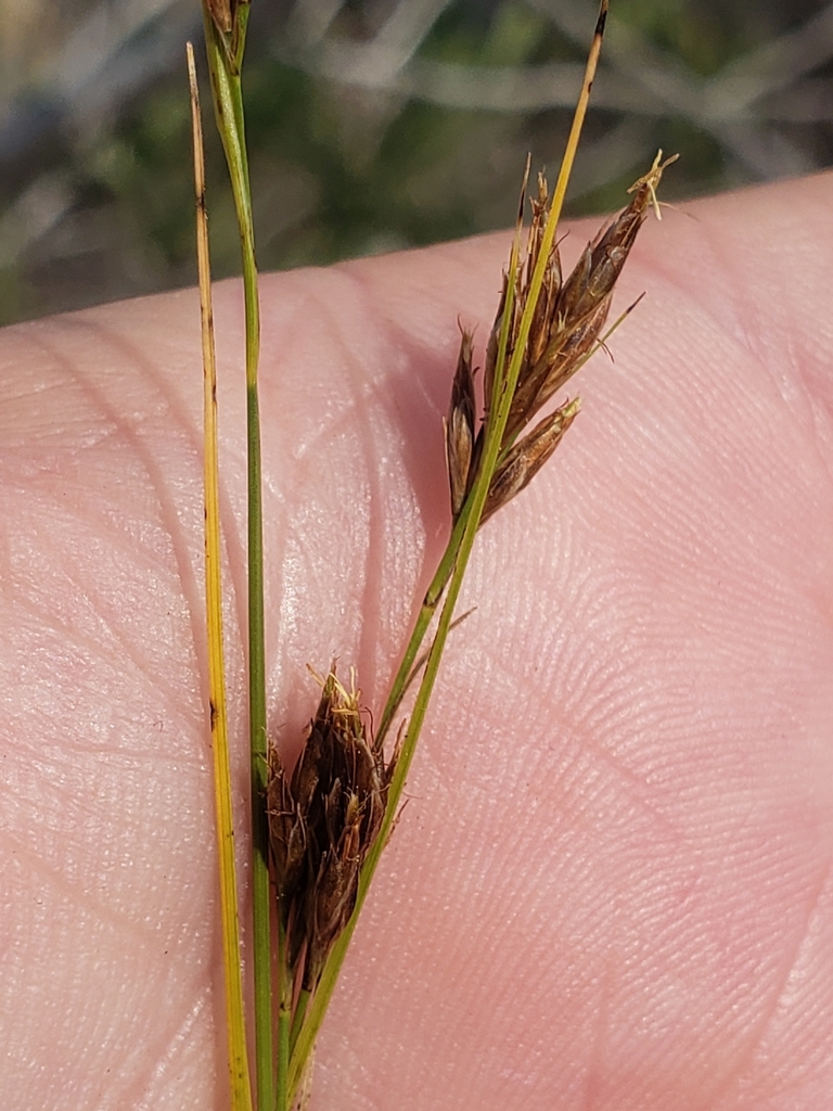 Horned Beakrush from Northern Bruce Peninsula, ON N0H, Canada on July ...