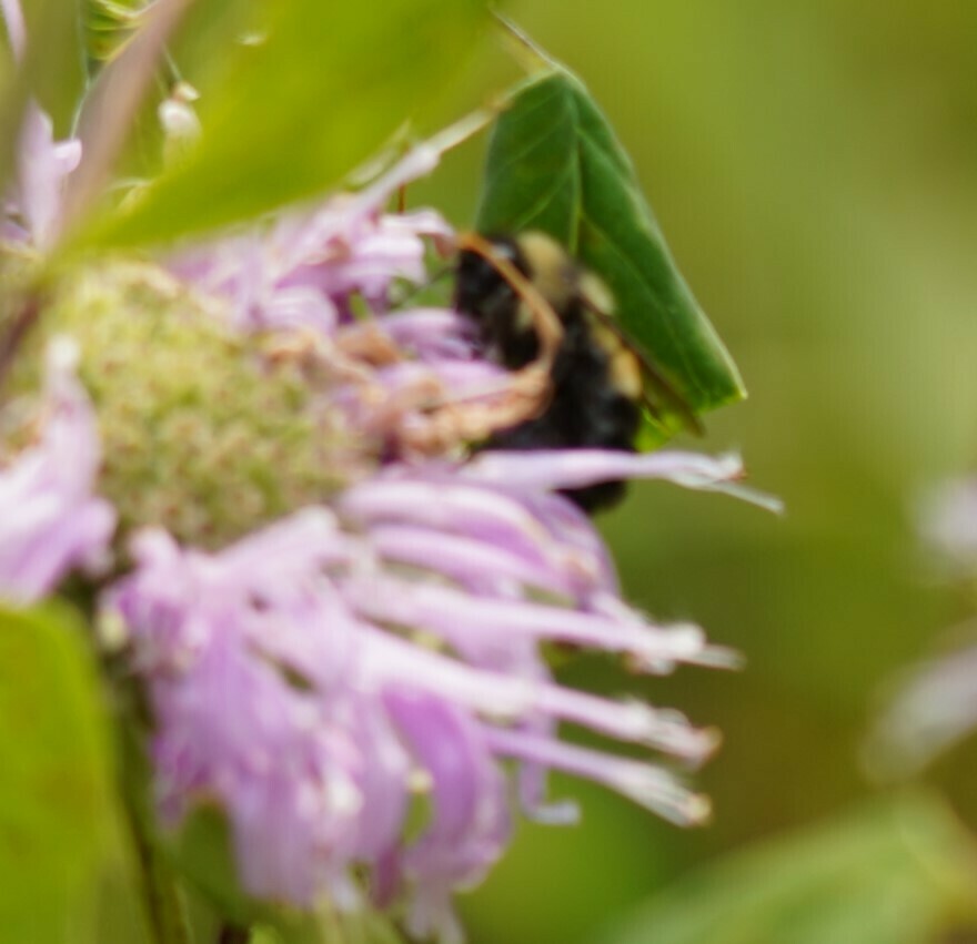 Rusty-patched Bumble Bee in July 2023 by Brandie Dunn · iNaturalist