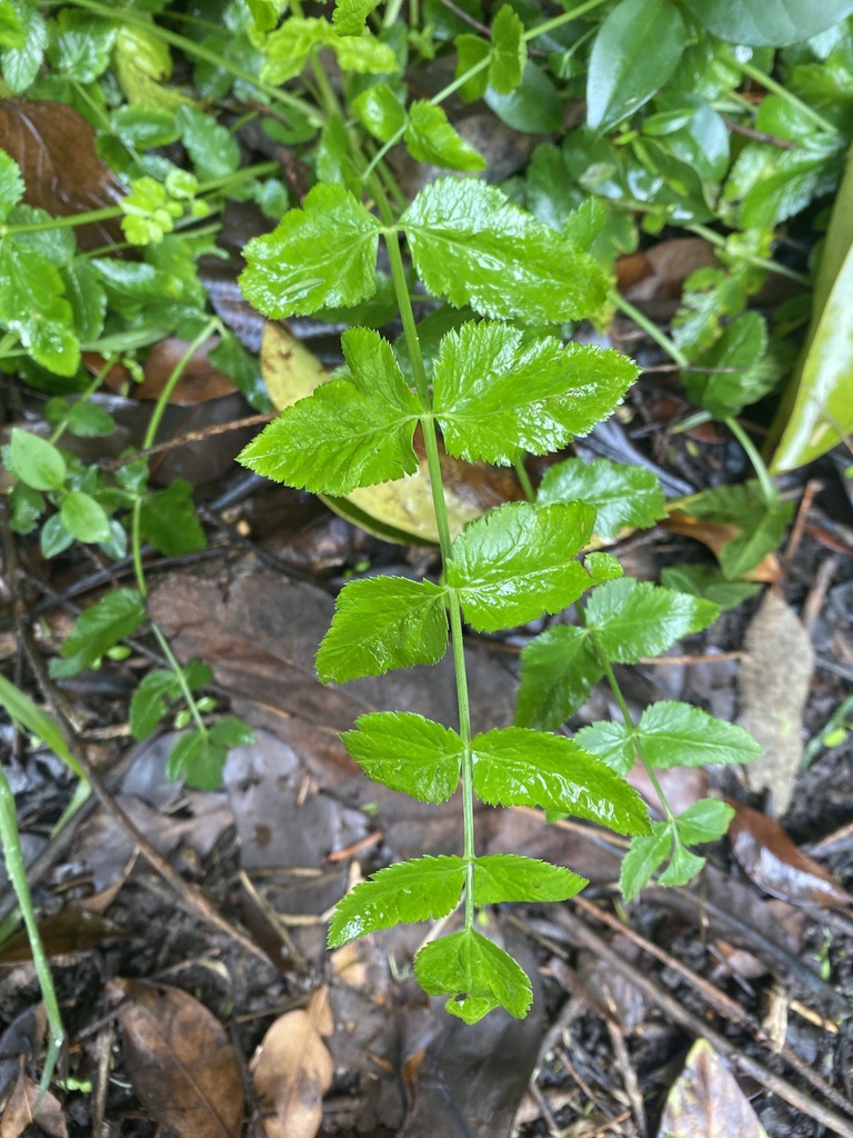 stone parsley from North Shore, Hauraki, Auckland, New Zealand on May ...