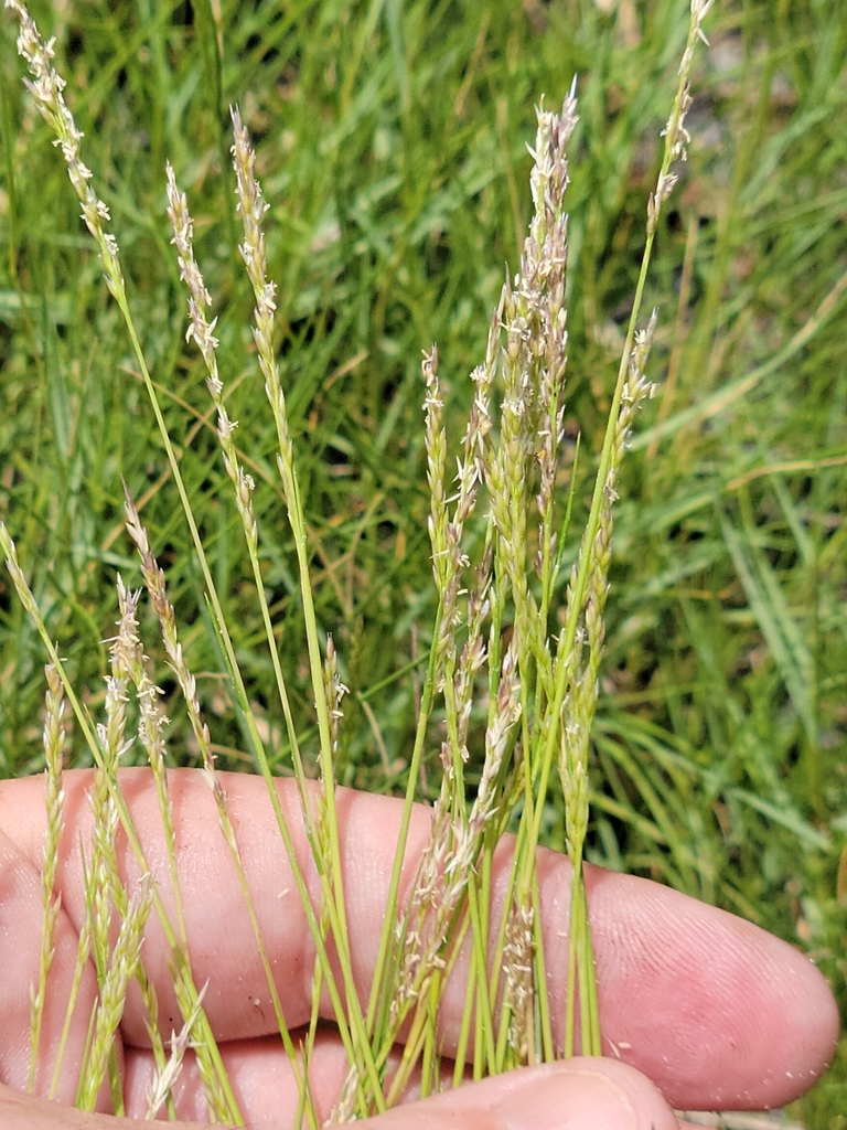 seashore dropseed from Burnt Store, Cape Coral, FL, USA on July 24 ...