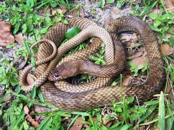 Western Coachwhip (Masticophis flagellum testaceus) - Snakes and Lizards