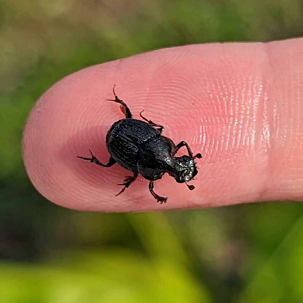 Scooped Scarab in July 2023 by Keegan Tuttle-Wheeler · iNaturalist