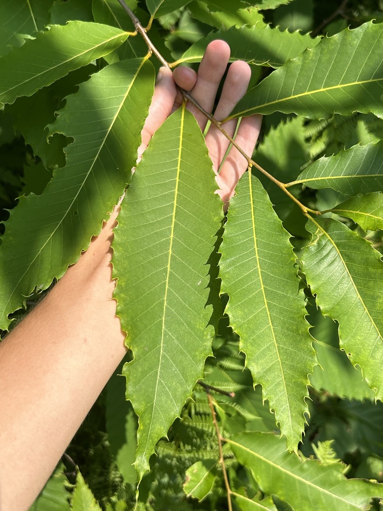 American chestnut from Saint Croix National Scenic Riverway, Scandia ...