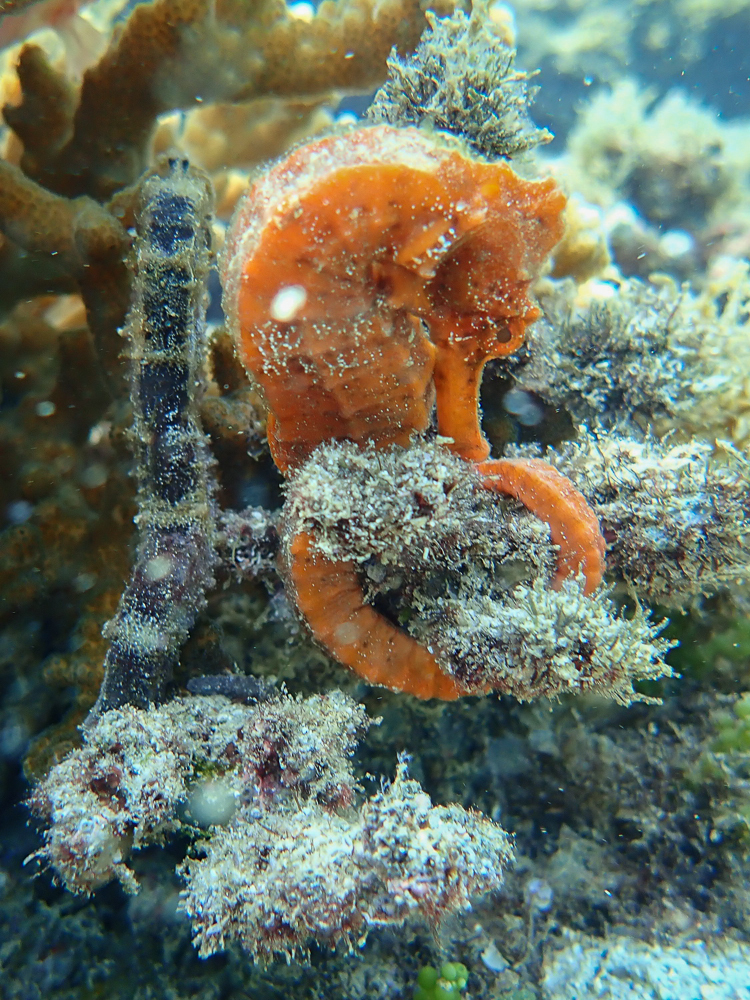 Giant Seahorse (Hippocampus ingens) - Marine Life Identification