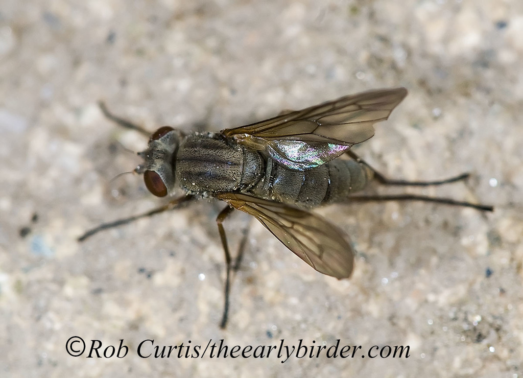 Rocky Mountain bite flies from Mt Graham, Arizona 85546, USA on July 1 ...