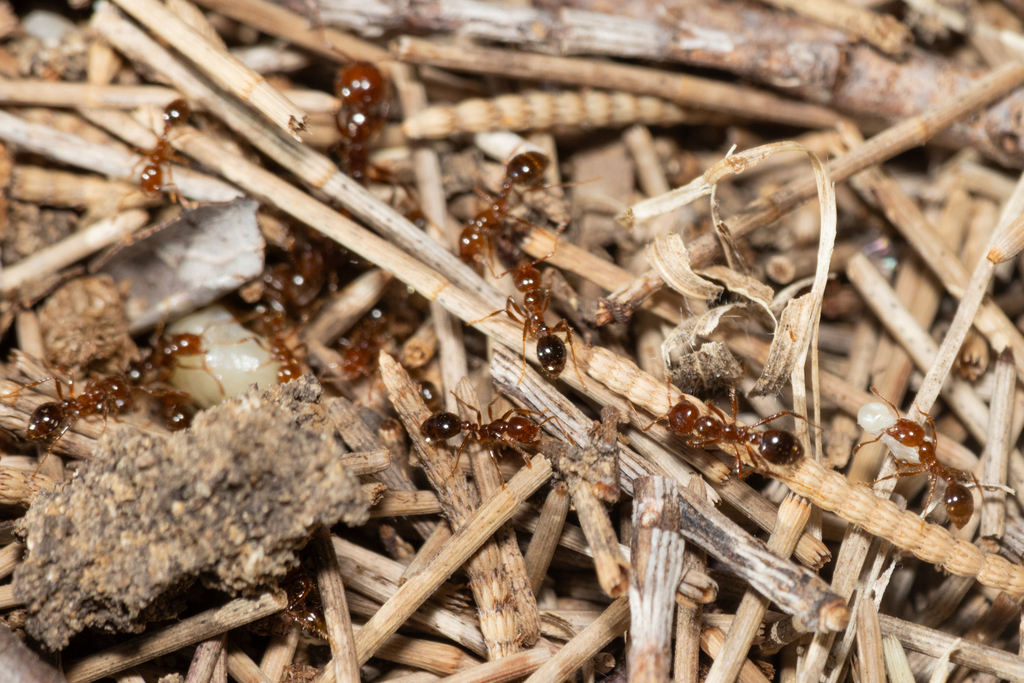 Red Imported Fire Ant from George Palmer Park on July 22, 2023 at 02:44 ...
