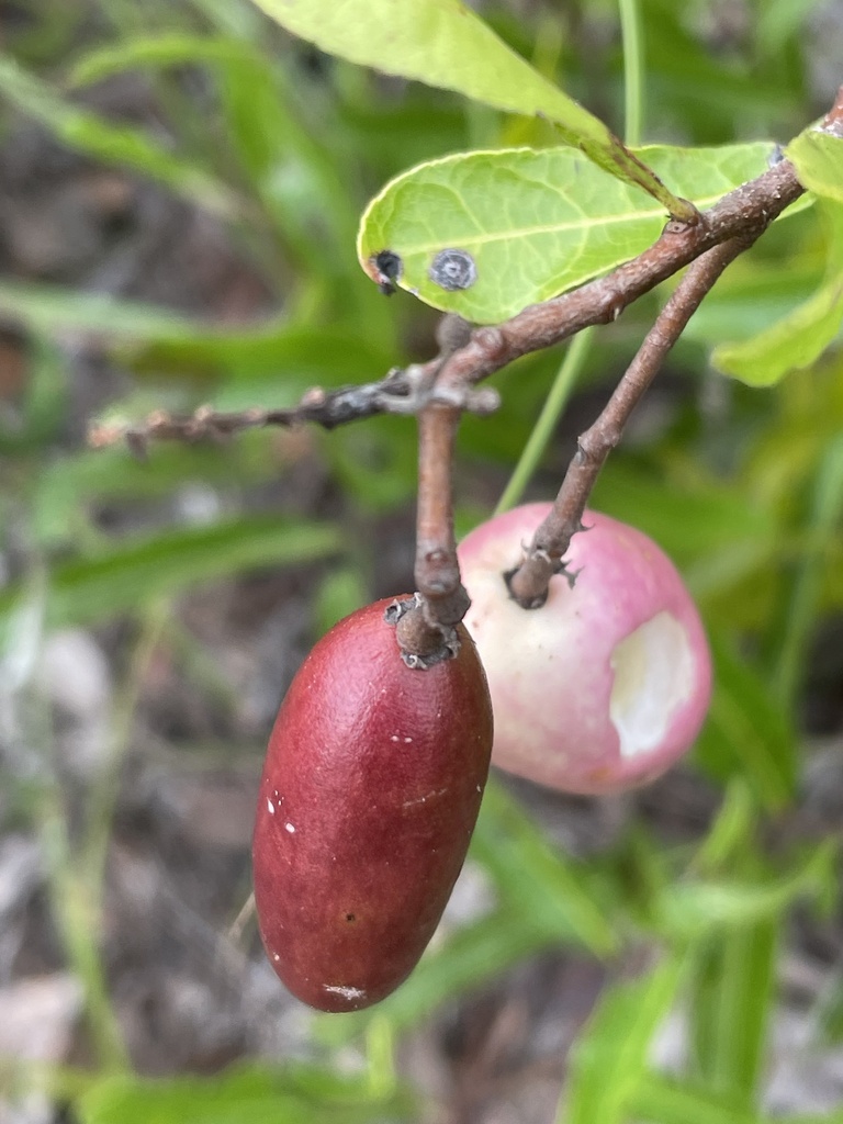 Gopher apple from Frostproof, FL, US on July 22, 2023 at 04:58 PM by ...