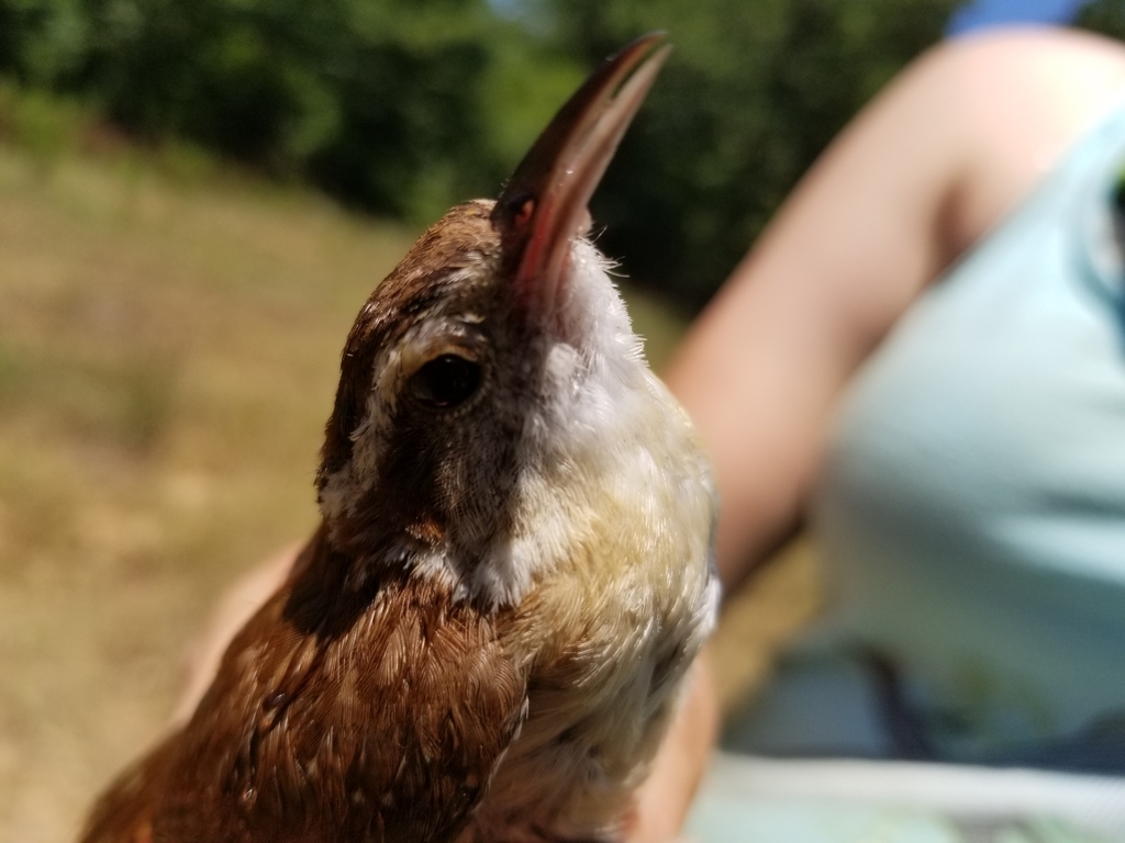 Carolina Wren from Smithland, TX 75657, USA on May 30, 2018 at 12:55 PM ...