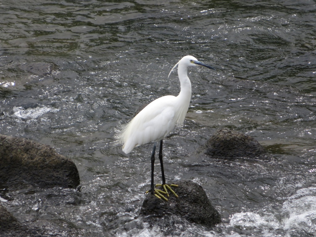 Little Egret from Taihaku Ward, Sendai, Miyagi, Japan on July 23, 2023 ...
