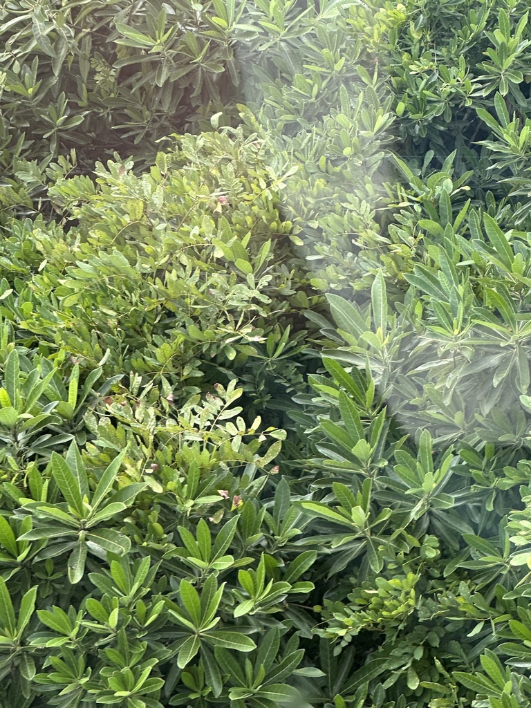 dicots from Barron Gorge National Park, Kuranda, QLD, AU on July 16 ...