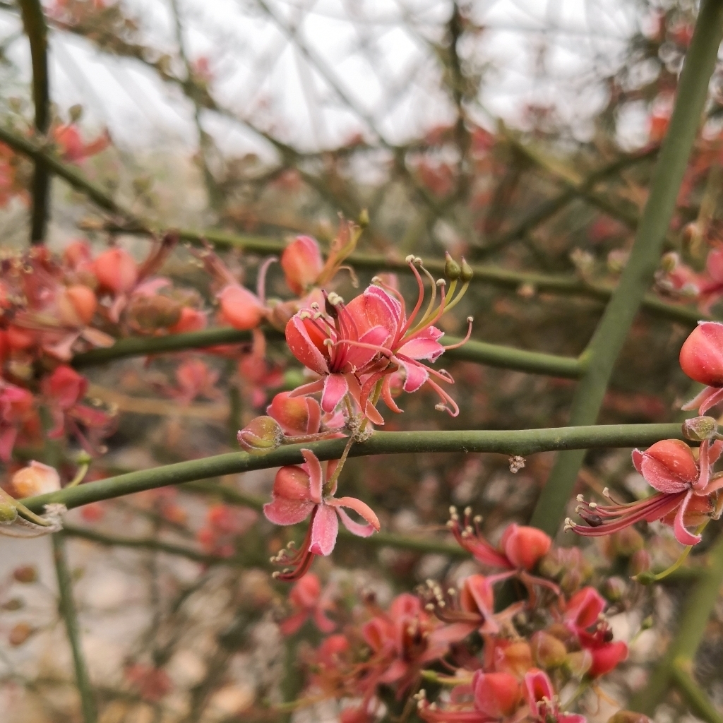 karira (Capparis decidua) - Botanical Realm