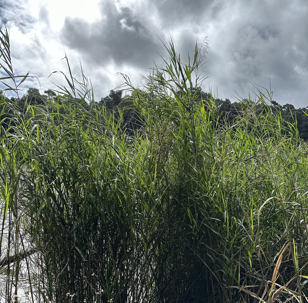 giant reed from River Walk, Kuranda, QLD, AU on July 16, 2023 at 11:23 ...