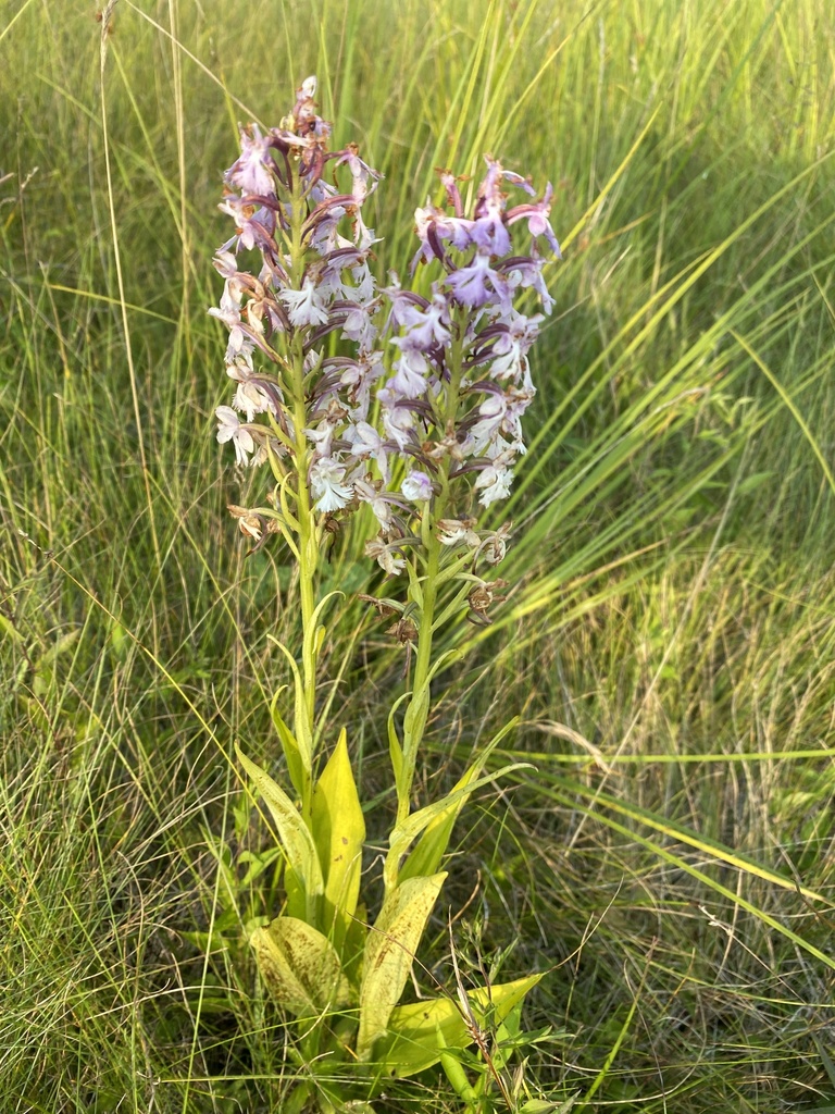 Lesser Purple Fringed Orchid from Camp Petosega Rd, Alanson, MI, US on ...