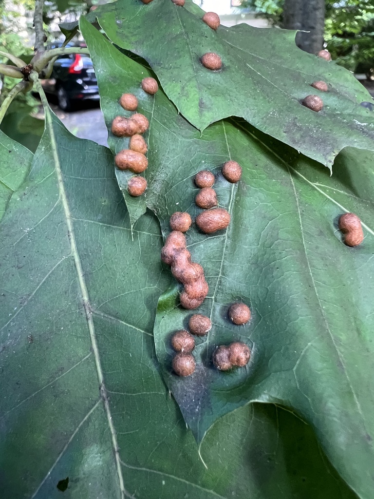 Oak Leaf Gall Midge from Tuscarawas Rd, Bethesda, MD, US on July 24 ...