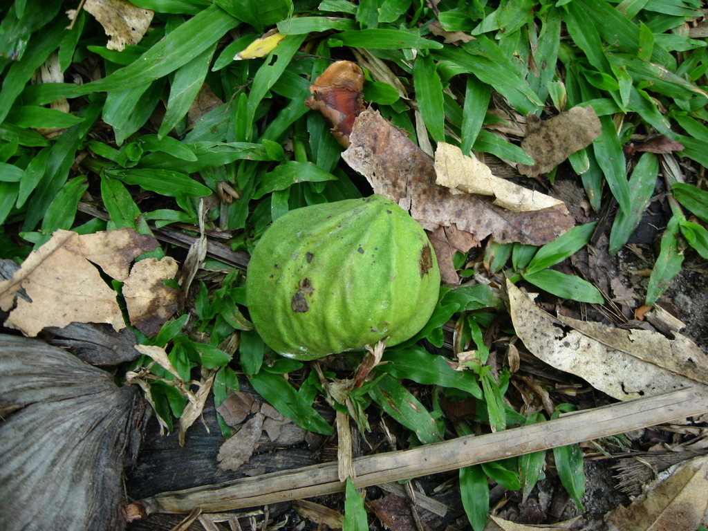 Polynesian chestnut (Inocarpus fagifer) - Botanical Realm