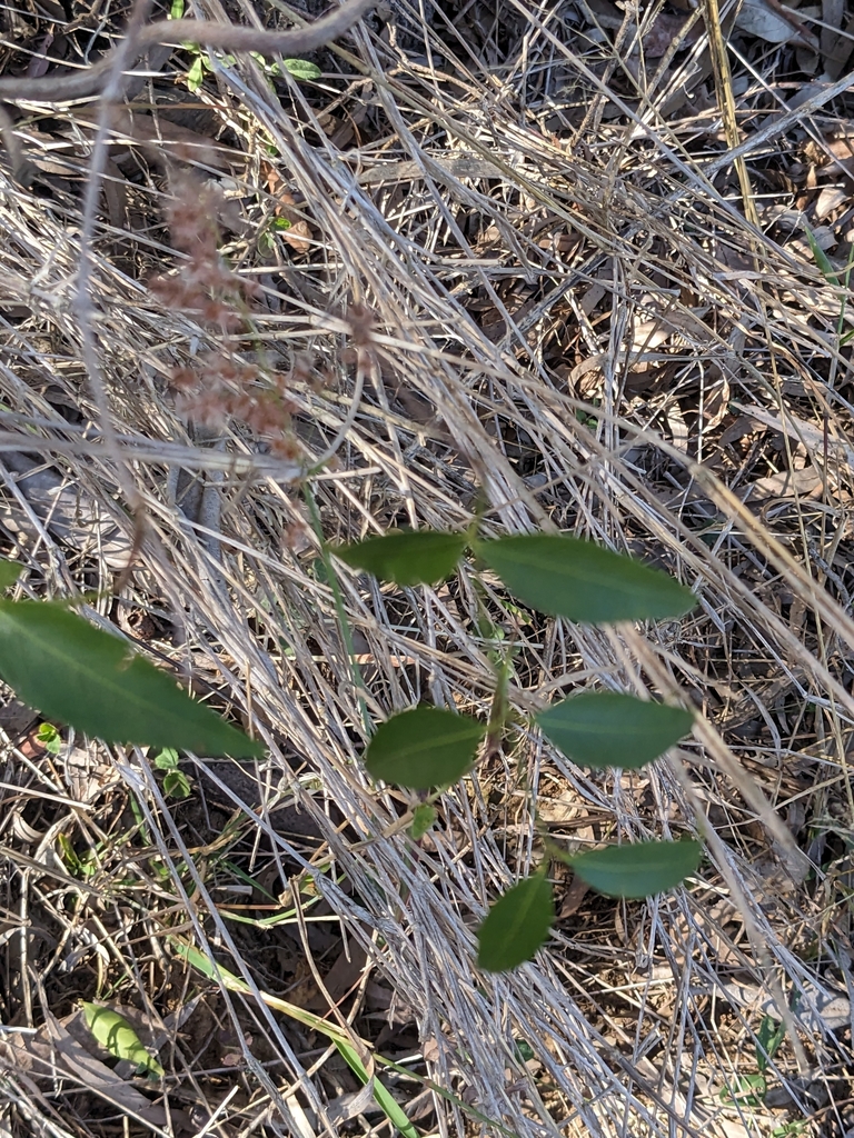Corky Milk Vine from Spring Creek QLD 4343, Australia on July 25, 2023 ...
