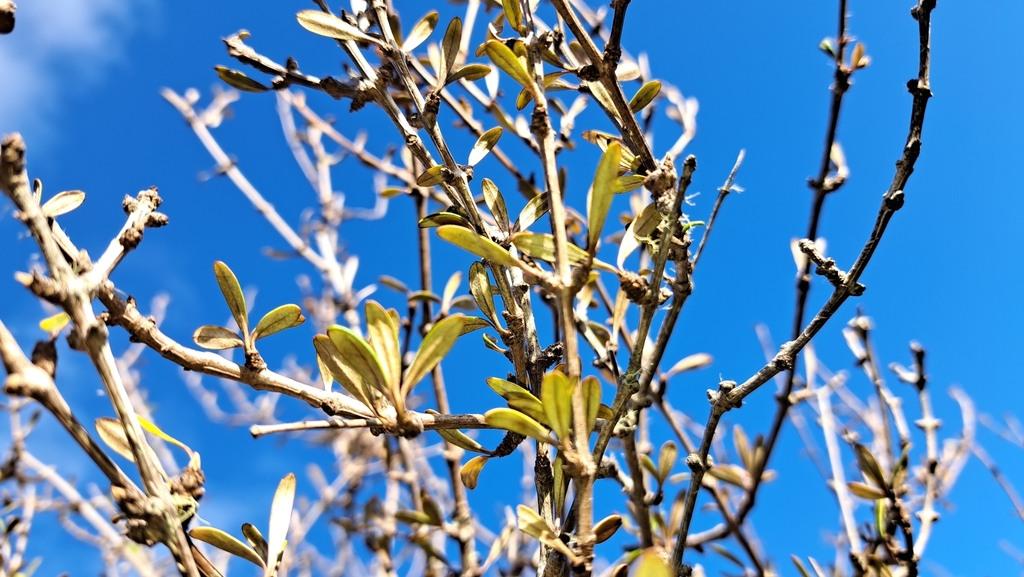 Olearia laxiflora from Papatowai 9586, New Zealand on July 22, 2023 at ...