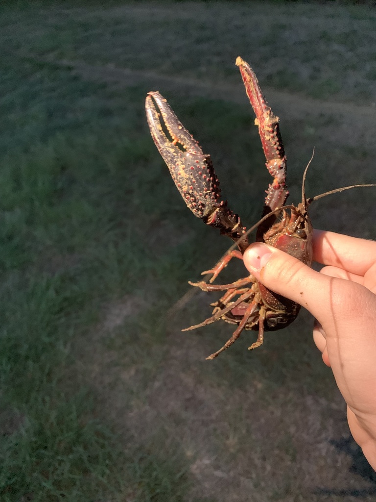 Red Swamp Crayfish from Shady Shores, TX, US on July 20, 2023 at 08:56 ...