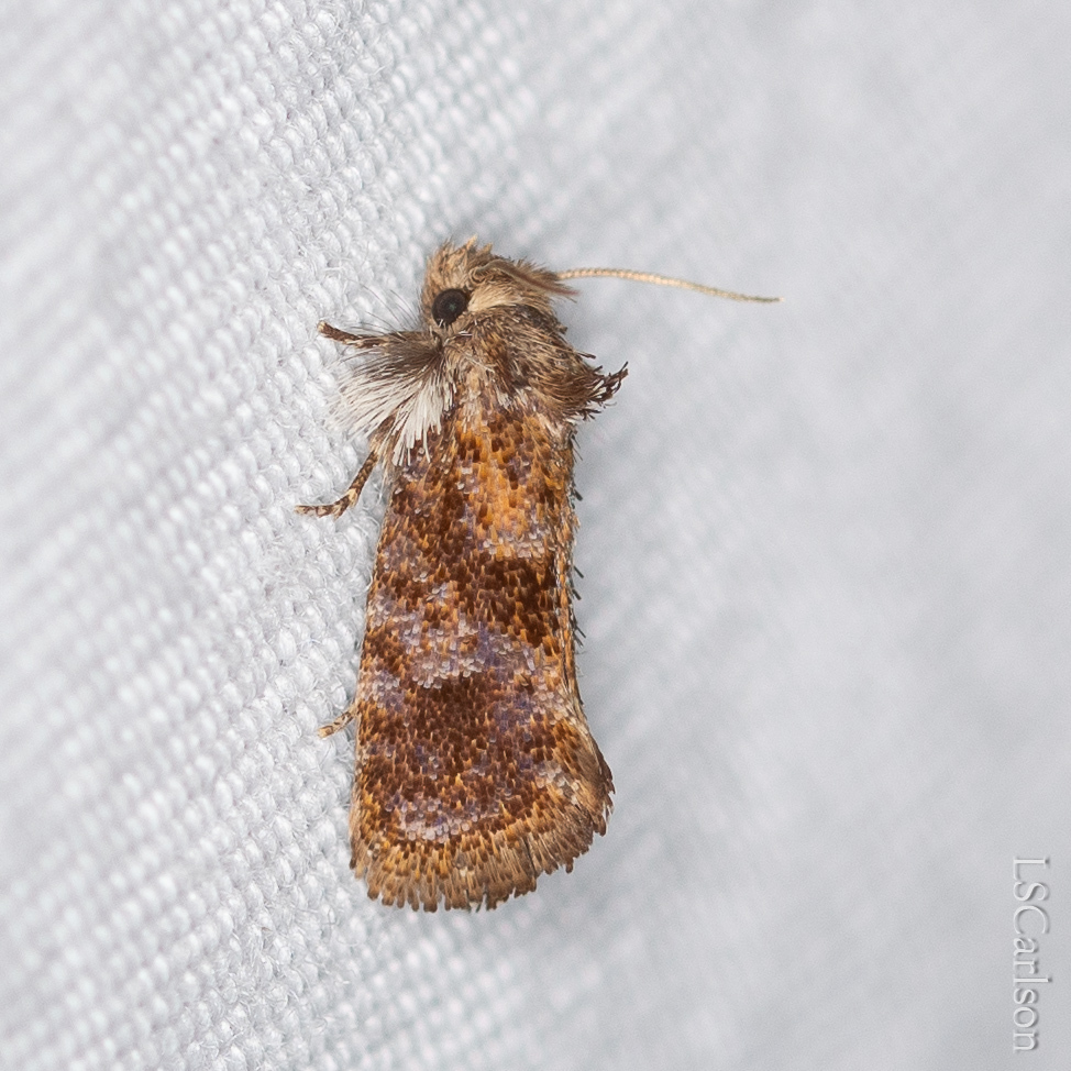 Panama Grass Tubeworm Moth from 1507 U.S. Hwy 70A, Hillsborough, NC ...