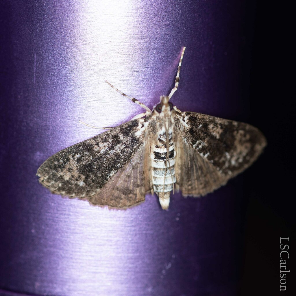 Splendid Palpita Moth from 1507 U.S. Hwy 70A, Hillsborough, NC 27278 ...