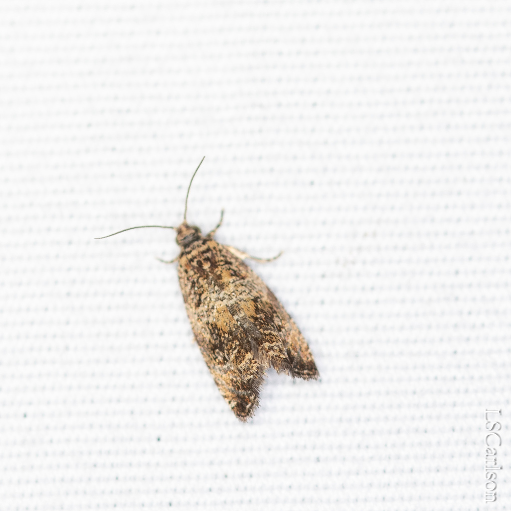 Celypha Moth from 1507 U.S. Hwy 70A, Hillsborough, NC 27278, USA on ...
