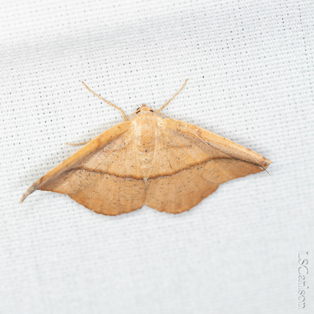 Juniper Geometer Moth from 1507 U.S. Hwy 70A, Hillsborough, NC 27278 ...