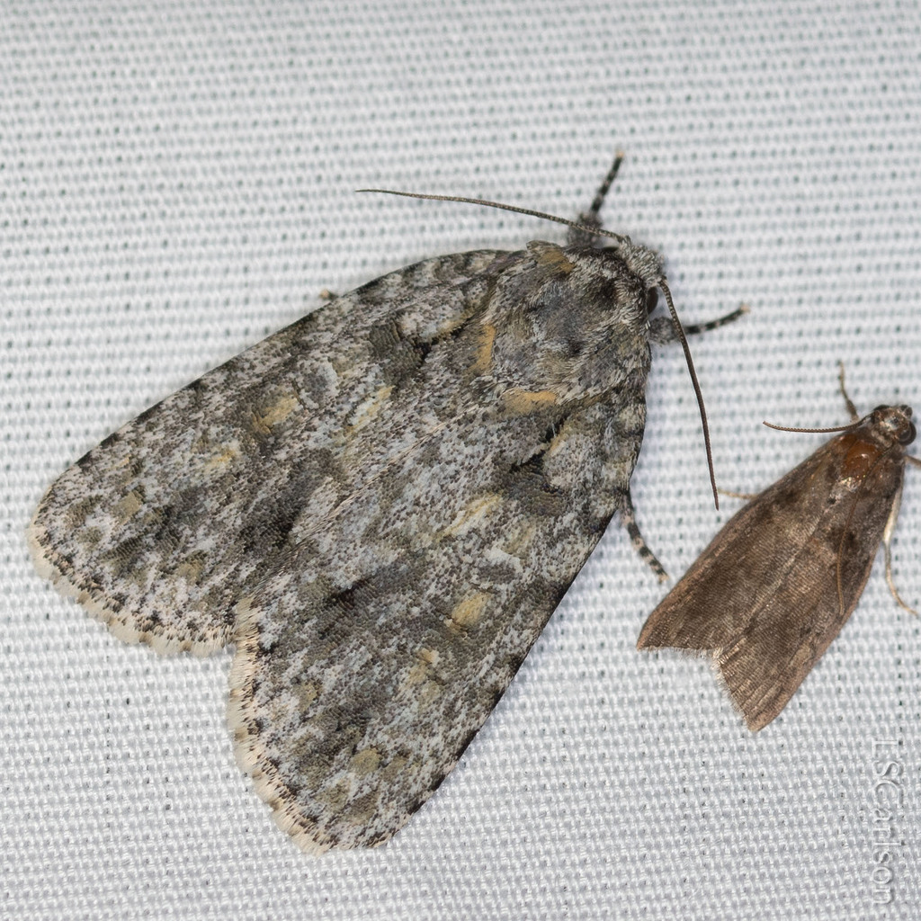 Dagger Moths from 1507 U.S. Hwy 70A, Hillsborough, NC 27278, USA on ...