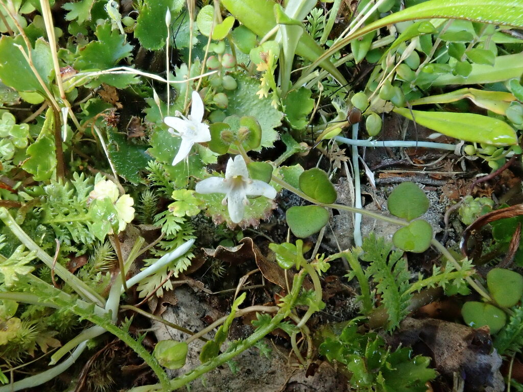 Hioi in January 2023 by Melissa Hutchison. Next to dry riverbed ...
